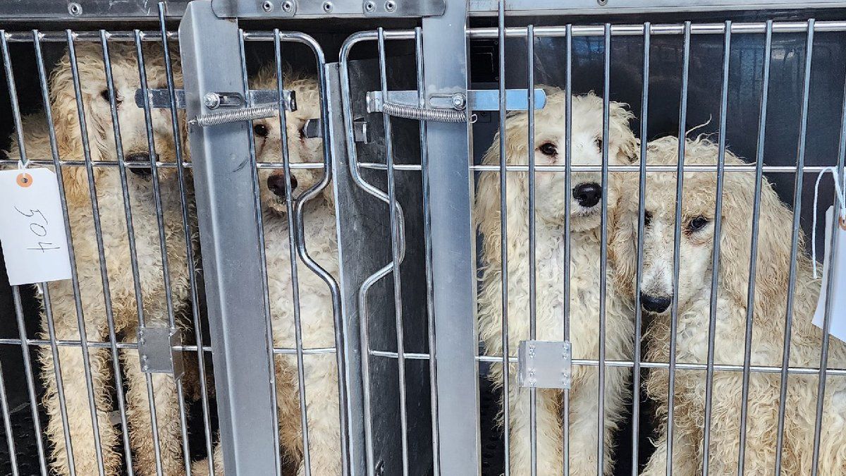 Dogs rescued by Lancaster County Sheriff’s Office put up for adoption ...