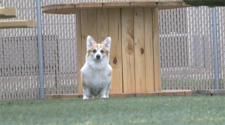 Dog bar to open in Lincoln’s Telegraph District - SOUTHEAST - NEWS ...