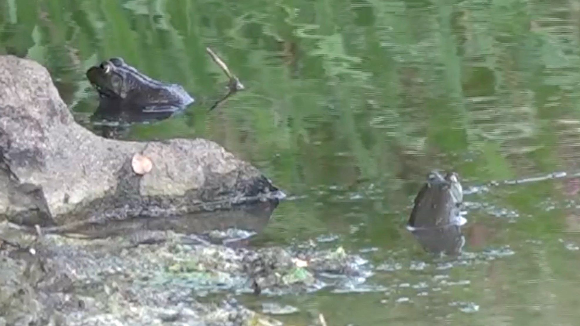 Frog season underway across Nebraska - SOUTHEAST - NEWS CHANNEL NEBRASKA