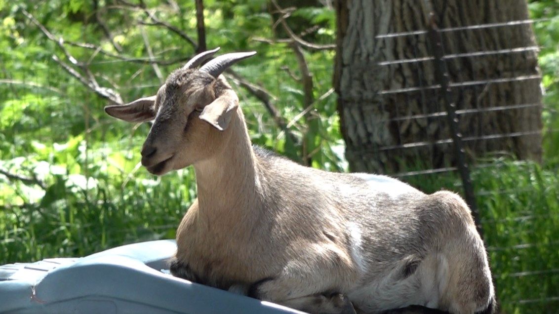 Shepard’s Rest Goat and Sheep Rescue aims to give animals a good life ...