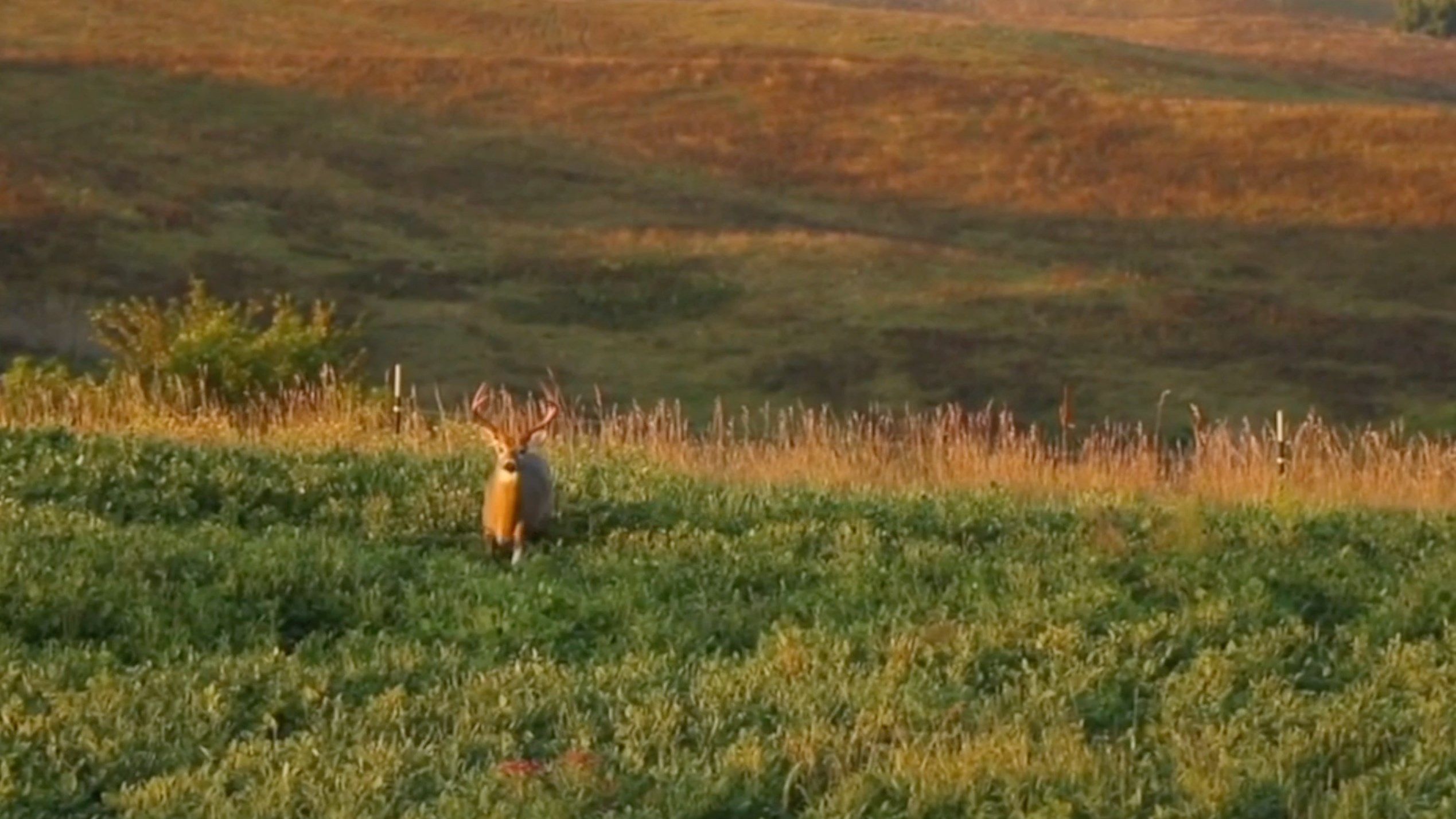 NGPC asking for public help in reporting sick big game animals ...