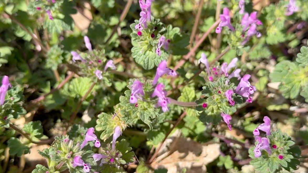 Henbit: What it is and how to deal with it in your lawn or garden ...