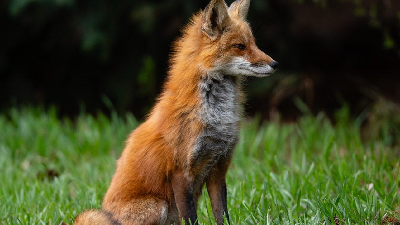 Why Red Foxes are becoming more prevalent in Lincoln and other urban ...