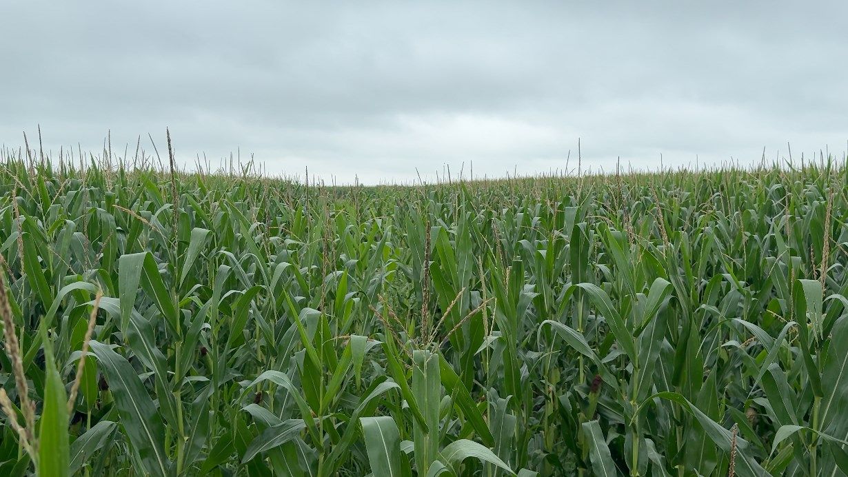 Corn sweat - What it is, why it happens, and when it will subside ...